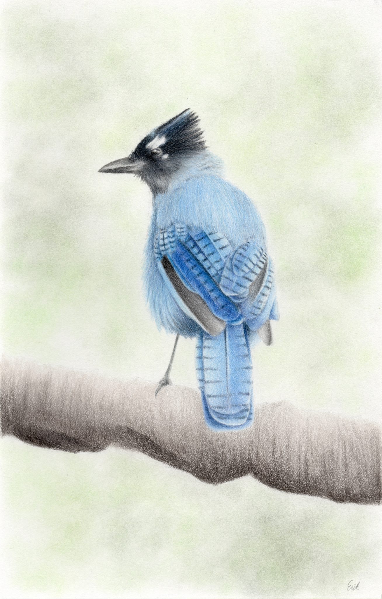 How to Draw Bark with Colored Pencils - BirdDetails