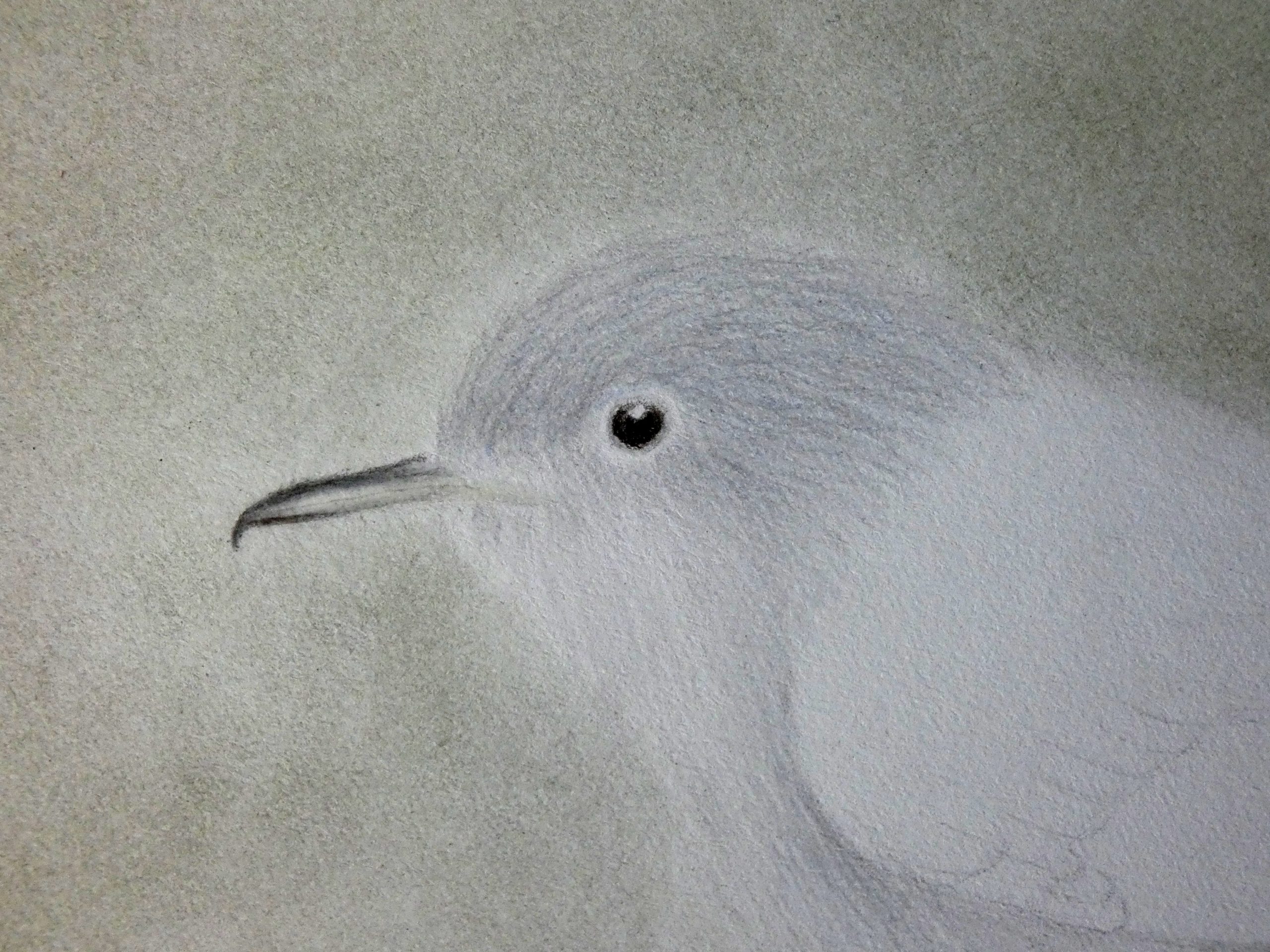 How to Draw the Head and Body of a Gnatcatcher with Colored Pencils ...