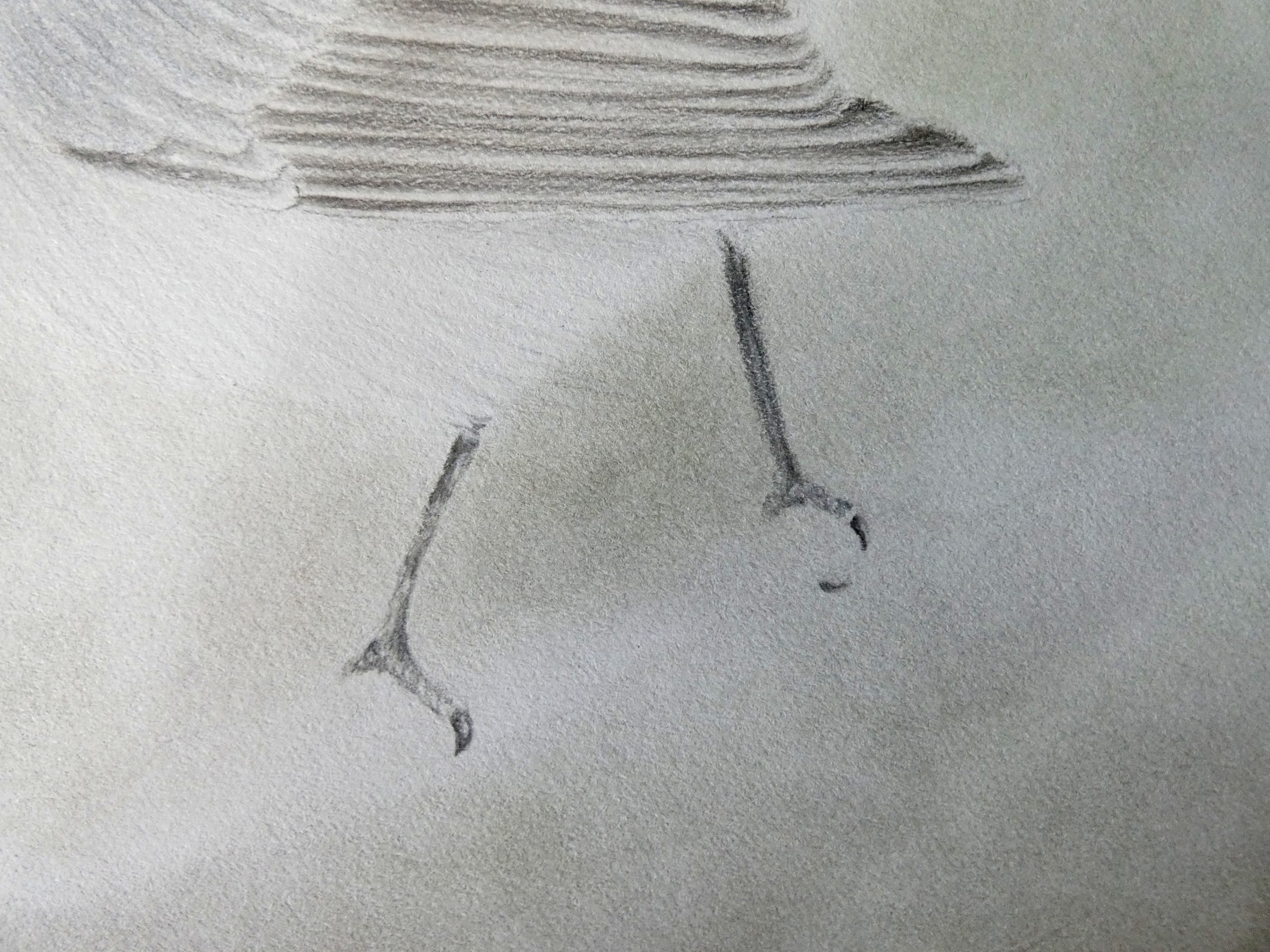 How to Draw Bird’s Feet with Colored Pencils - BirdDetails