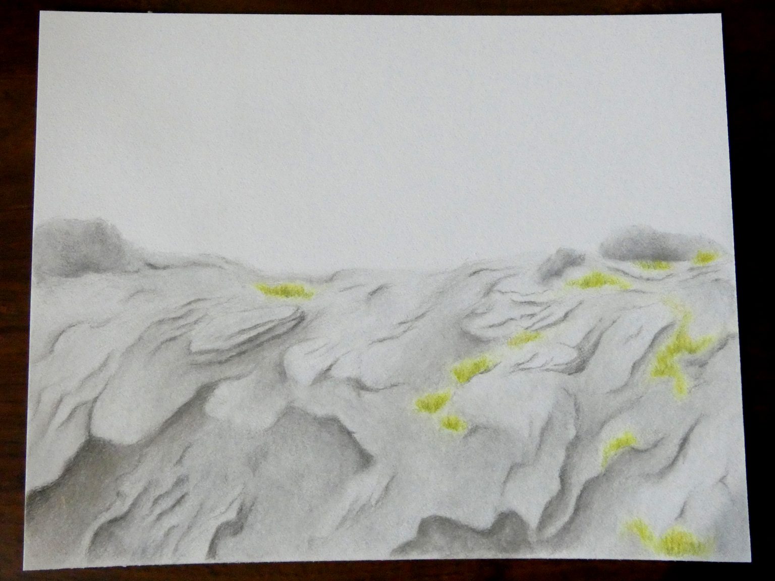 How to Draw Bark with Colored Pencils - BirdDetails