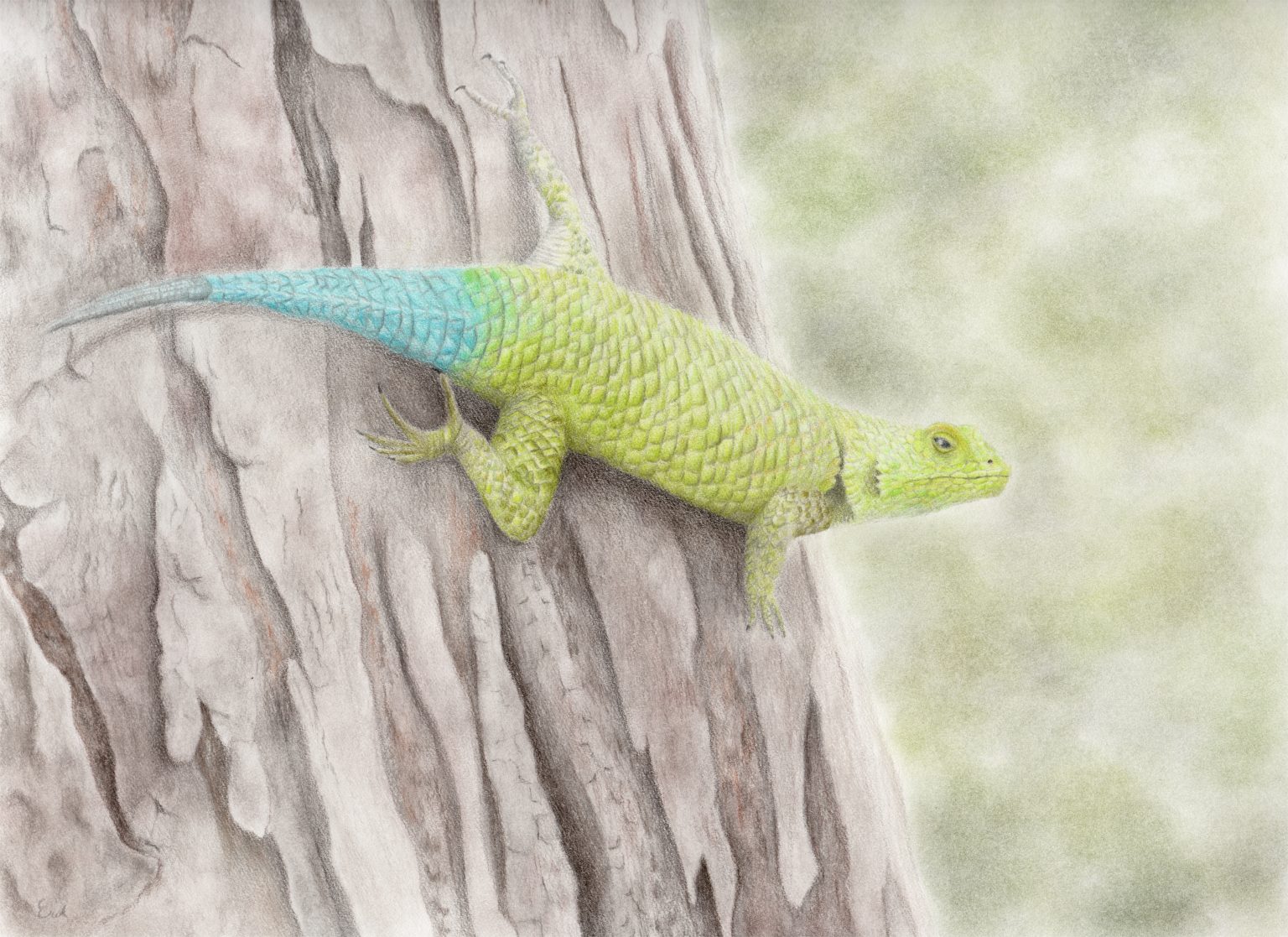 How to Draw Bark with Colored Pencils - BirdDetails