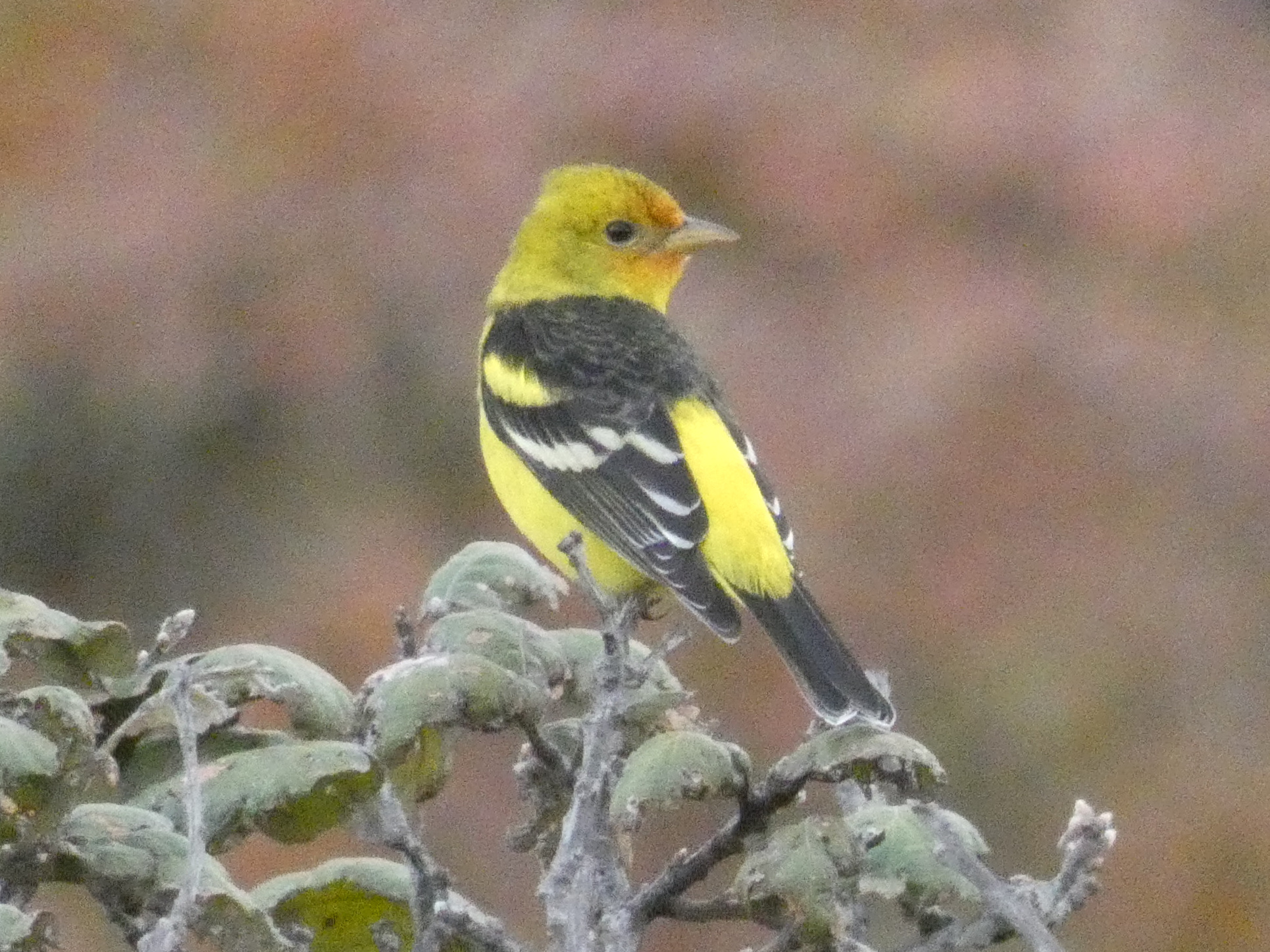 Western Tanager with Colored Pencils - BirdDetails