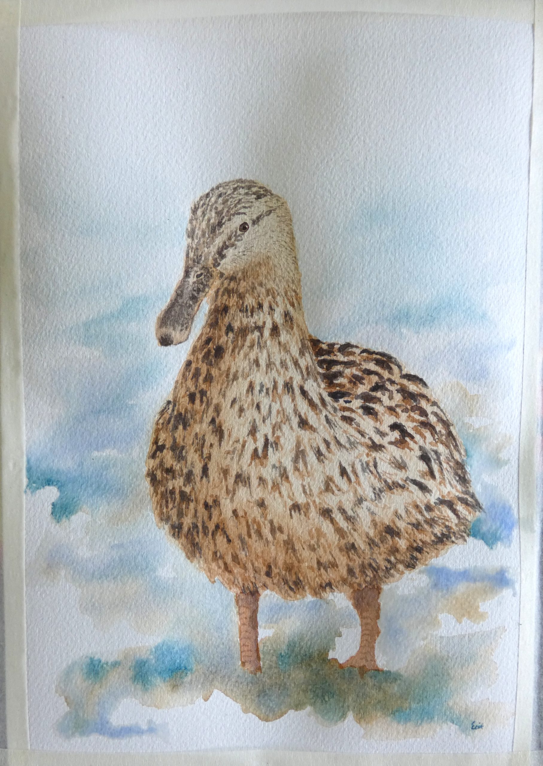How to Paint a Duck with Watercolors - BirdDetails