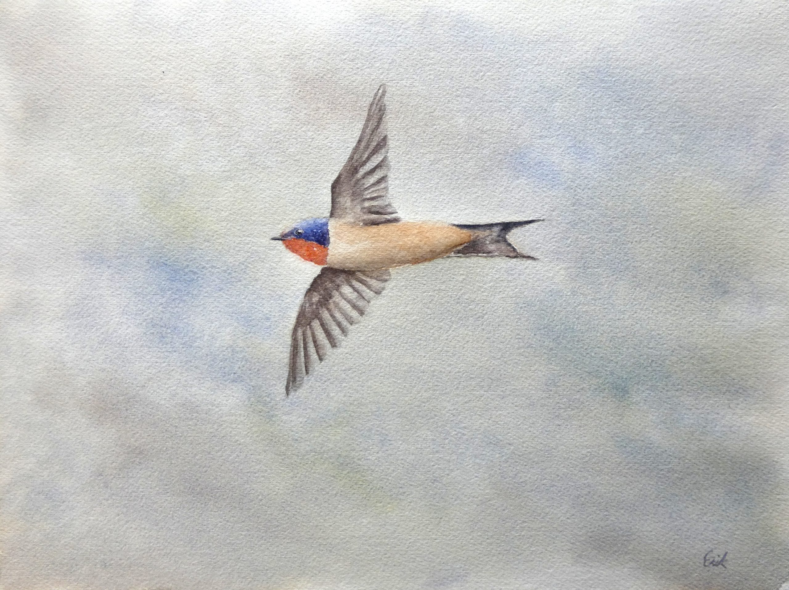 Barn Swallow in Flight Painting - BirdDetails